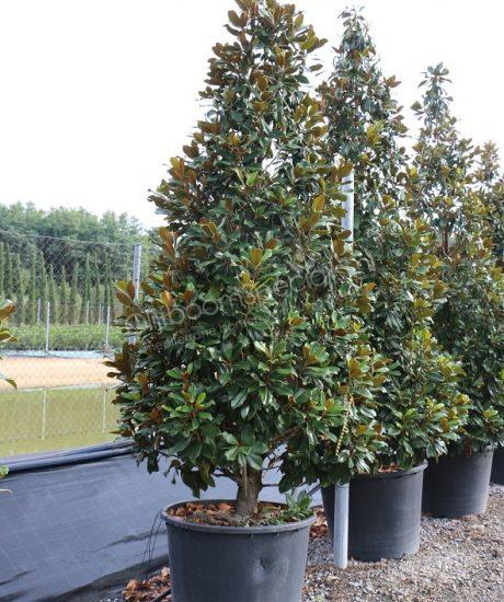 Magnolia grandiflora "Goliath" | BotanicalGroup BeNeLux | The ...